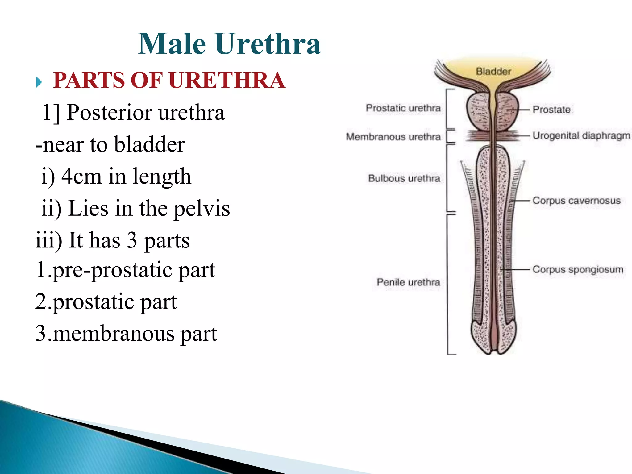 Anatomy of Urinary system | PPTX