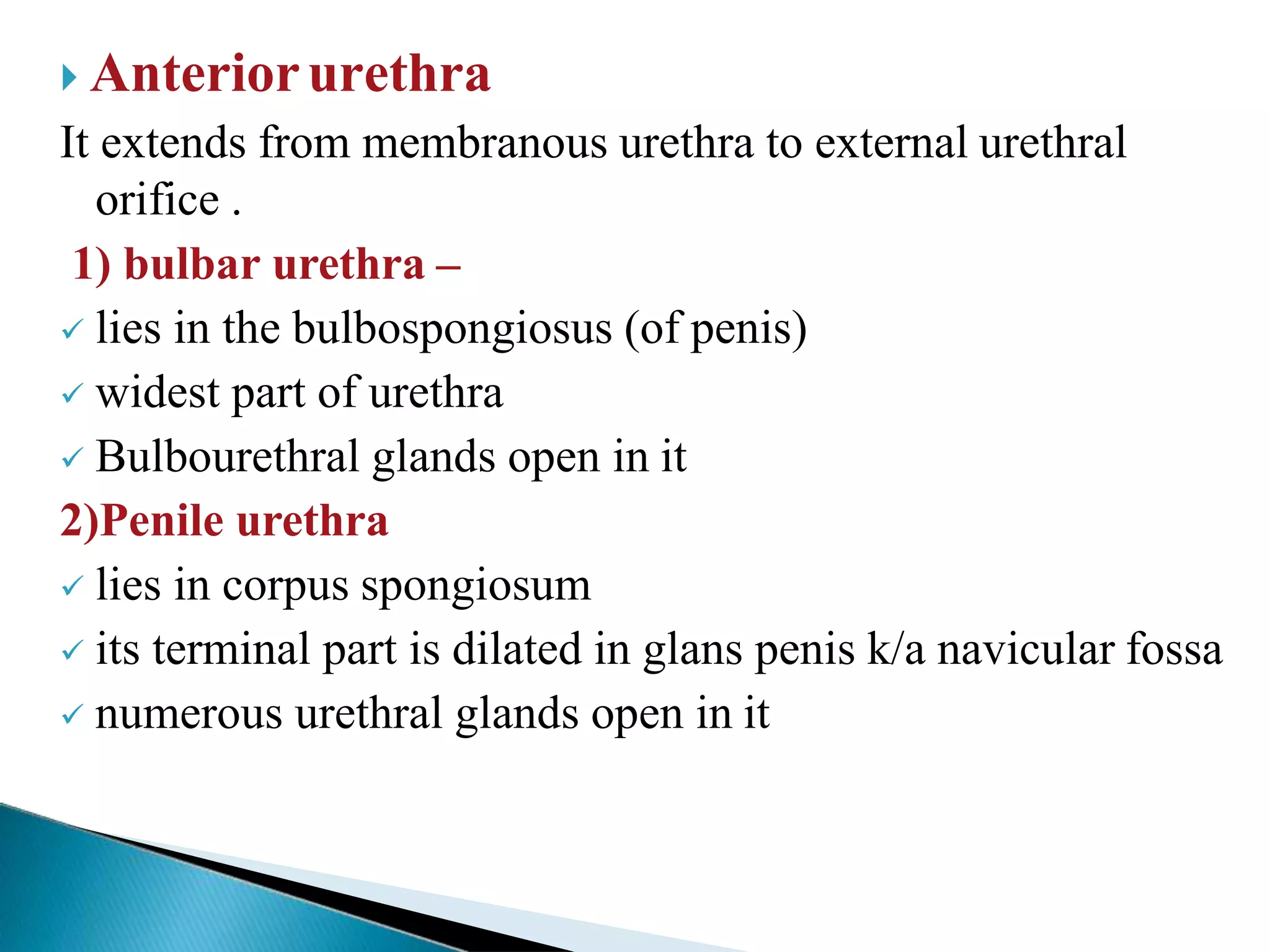 Anatomy of Urinary system | PPTX