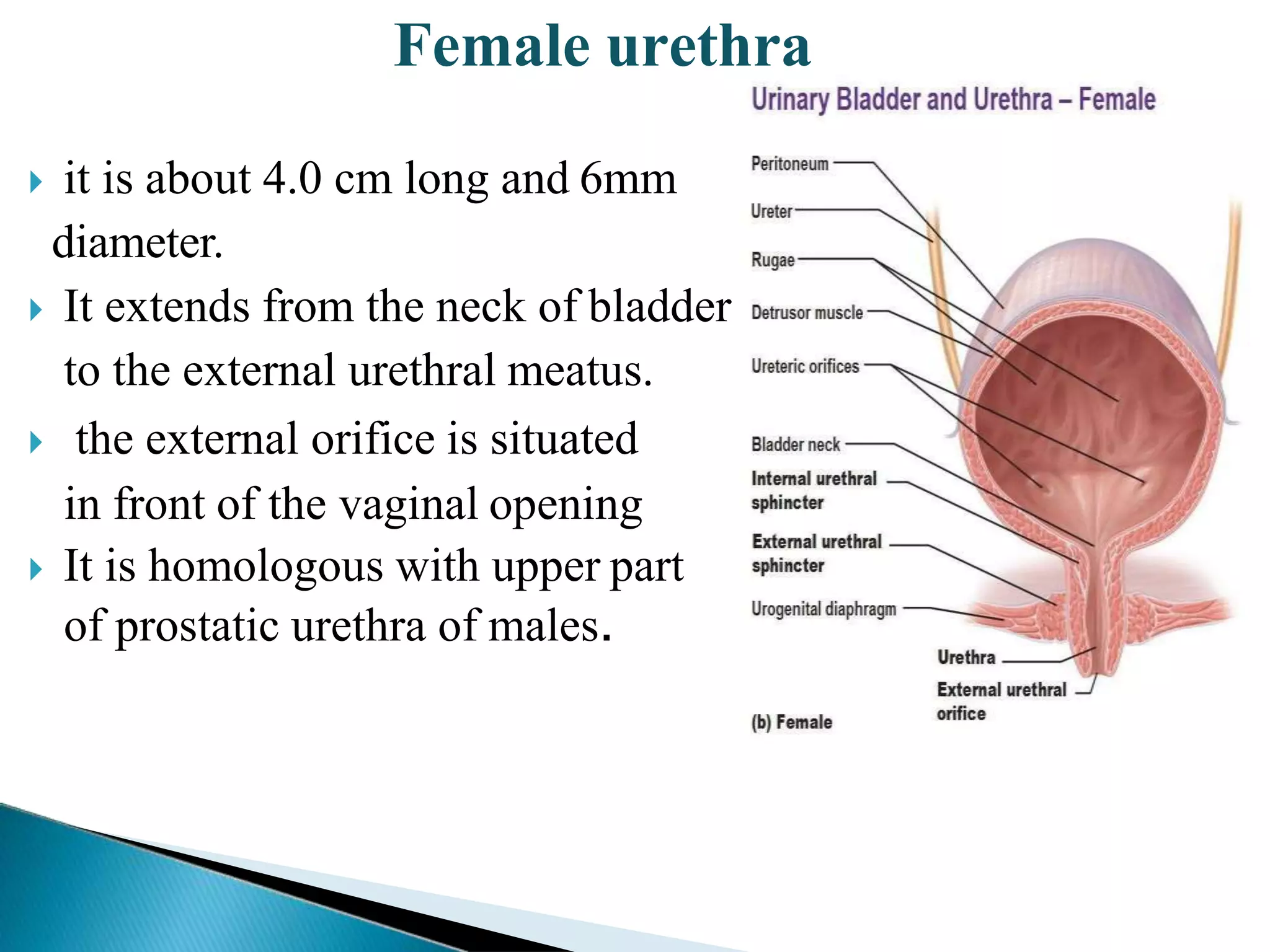 Anatomy of Urinary system | PPTX