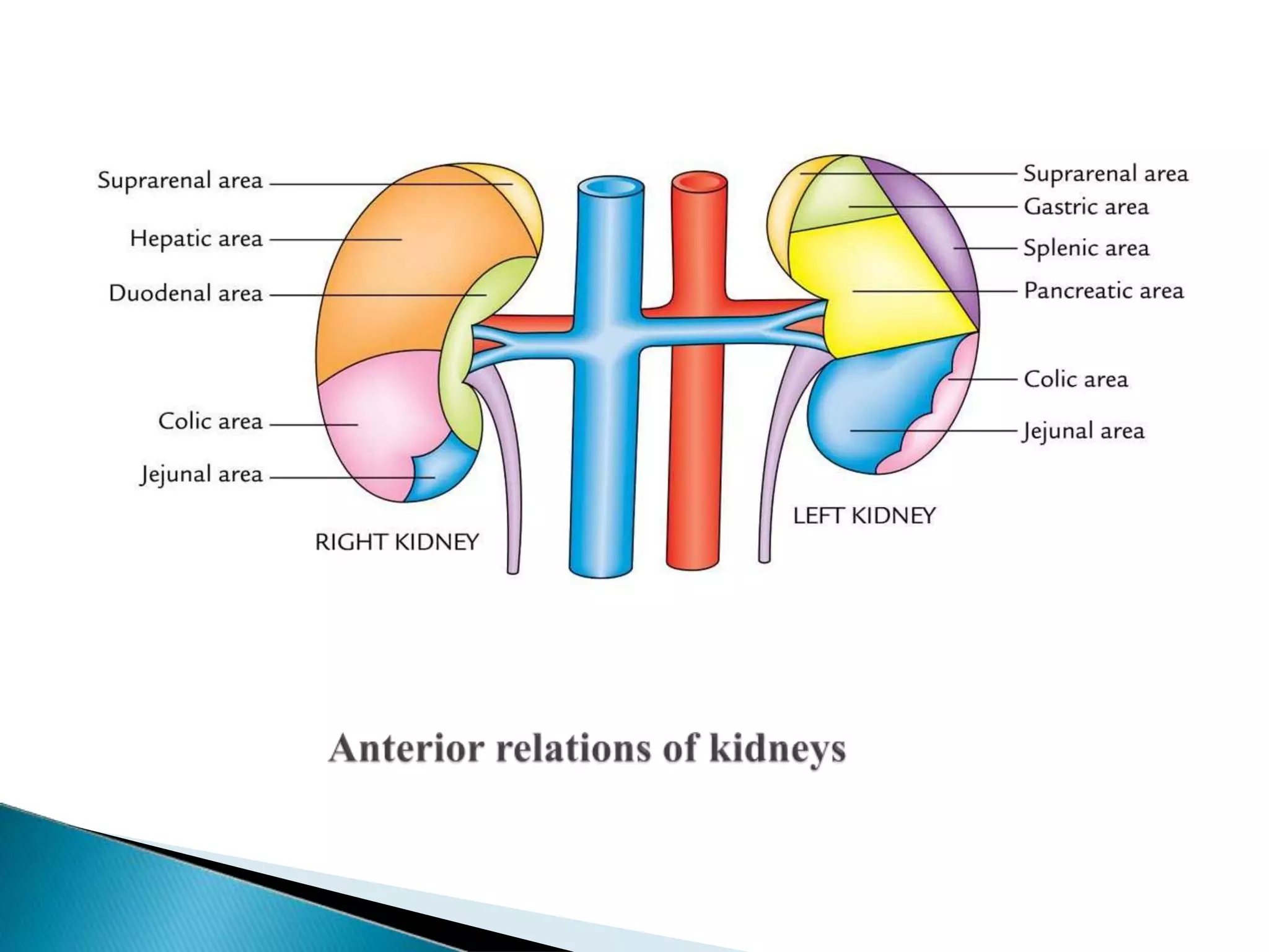 Anatomy of Urinary system | PPTX