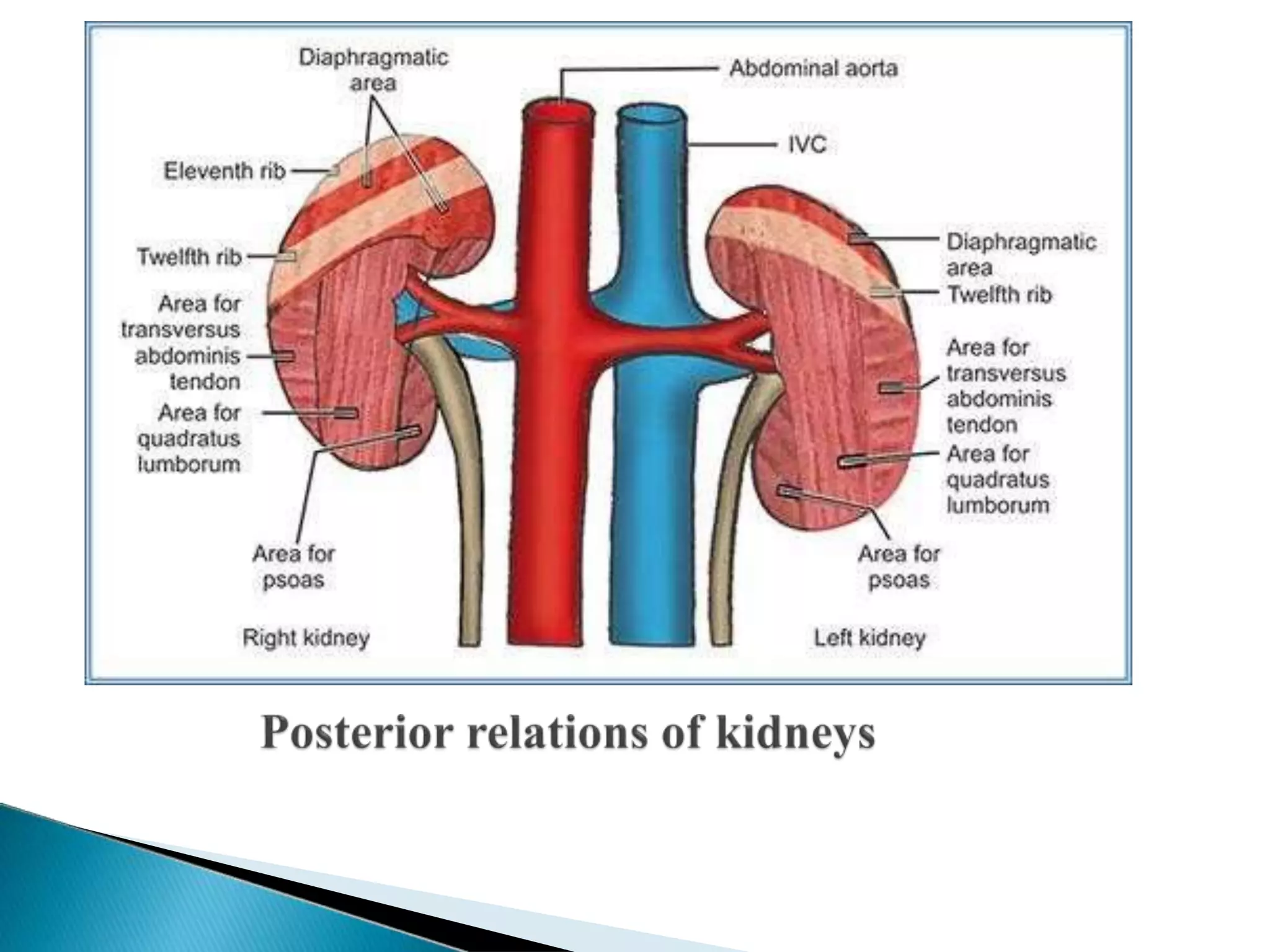 Anatomy of Urinary system | PPTX