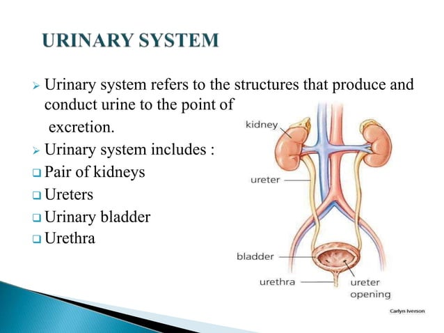 Anatomy of Urinary system | PPTX
