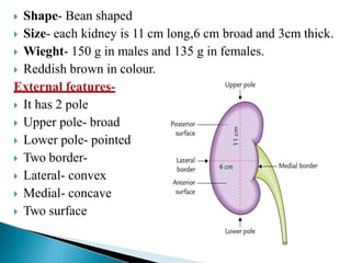 Anatomy of Urinary system | PPTX