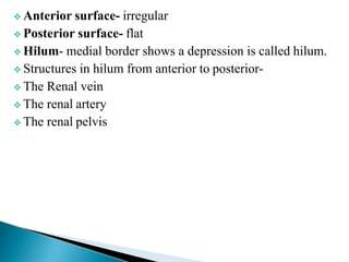 Anatomy of Urinary system | PPTX