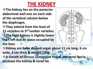 Urinary system | PPTX