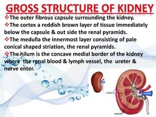 Urinary system | PPTX