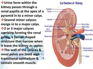 Urinary system | PPTX