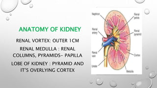 Urinary system | PPTX