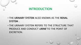 Urinary system | PPTX | Biological Sciences | Science