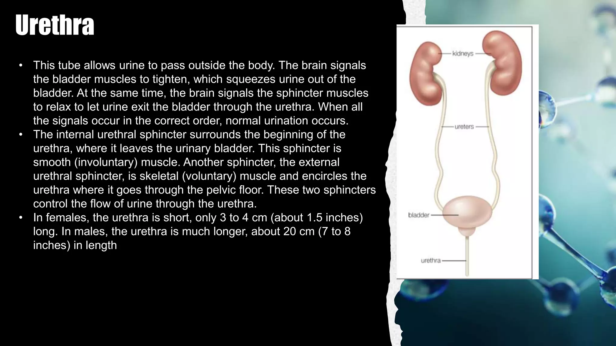 Urinary system | PPTX