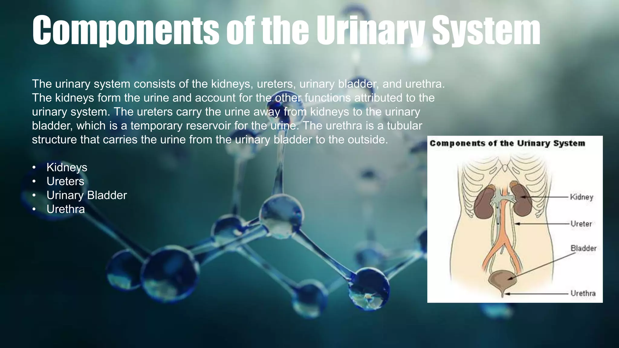 Urinary system | PPTX