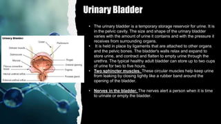 Urinary system | PPTX