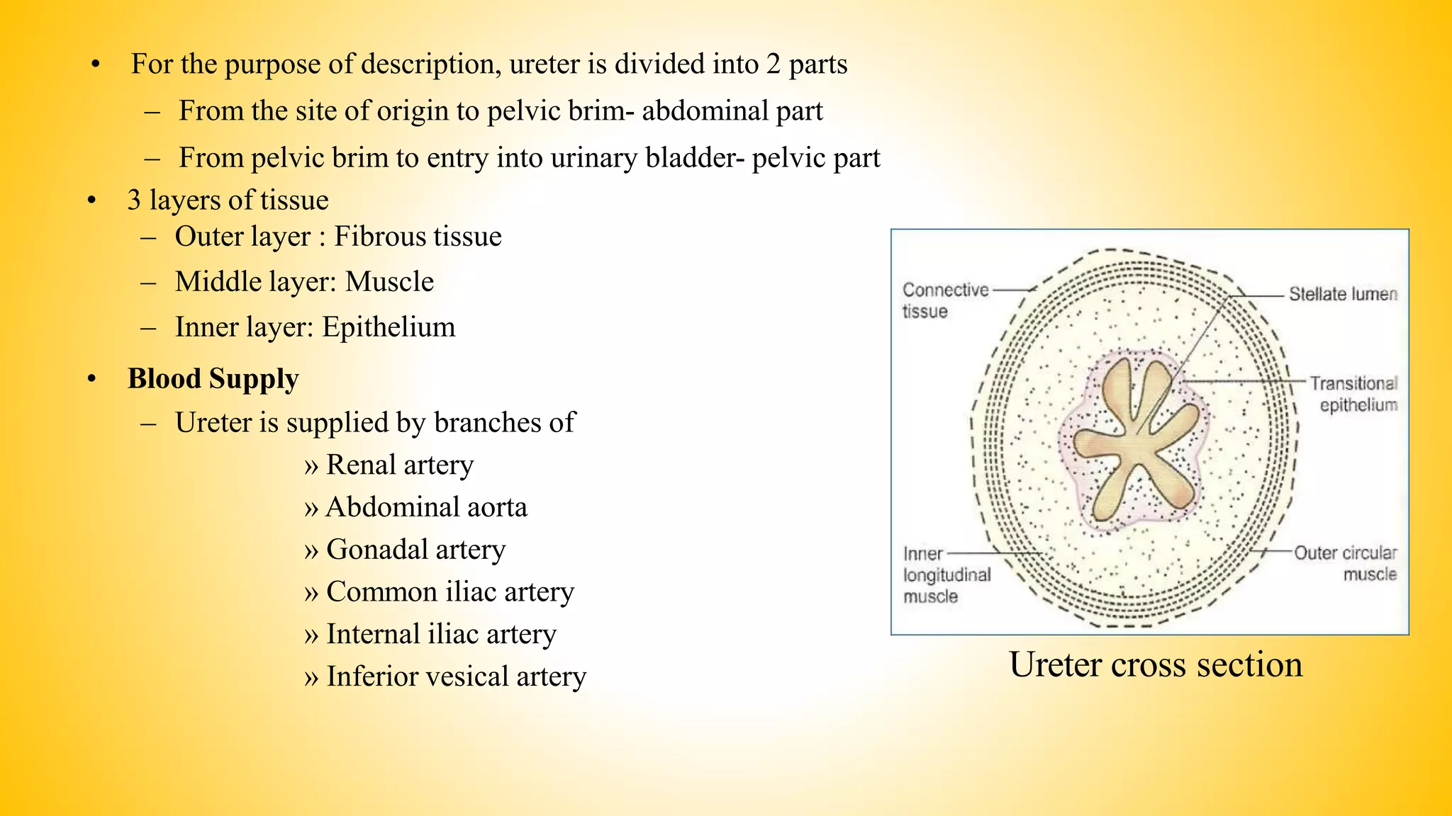 Urinary system | PPTX
