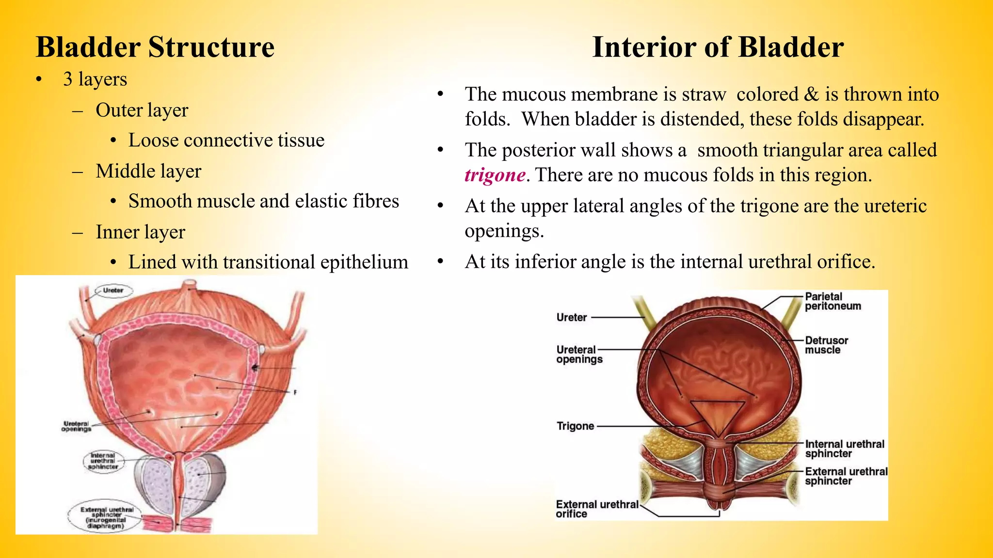 Urinary system | PPTX