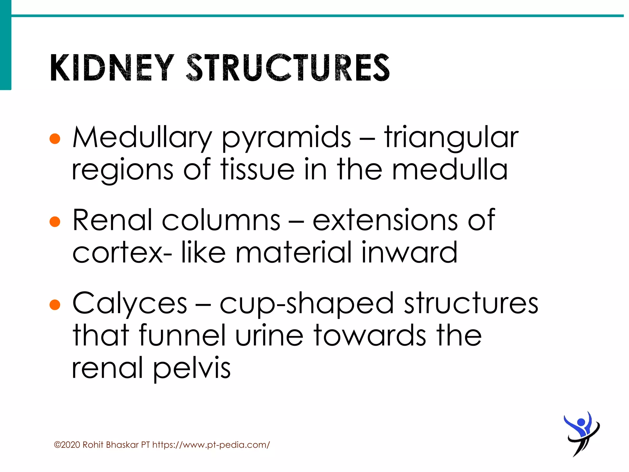 Urinary System - Dr Rohit Bhaskar | PDF