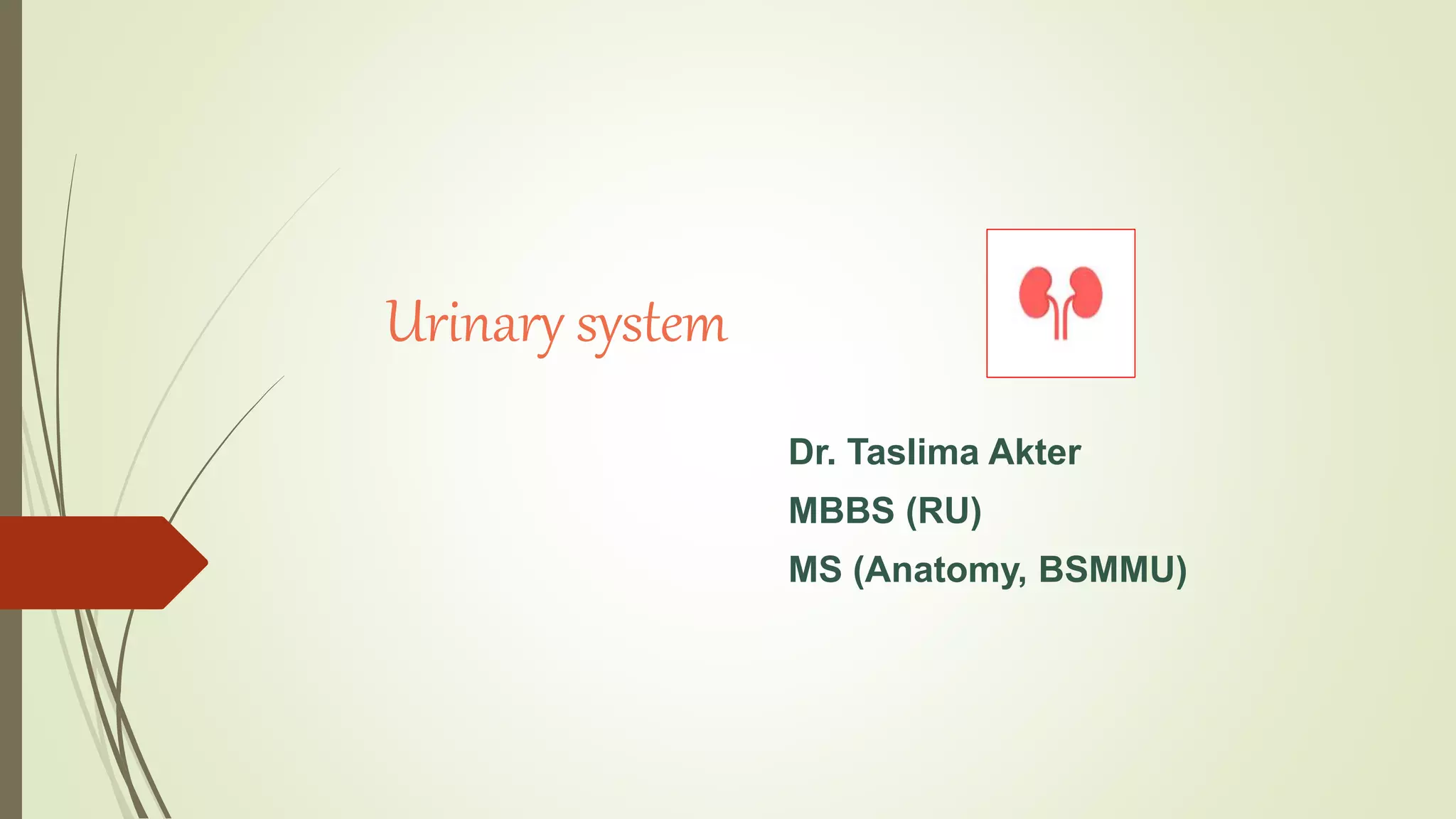 Anatomy of Urinary system | PPTX | Chemistry | Science