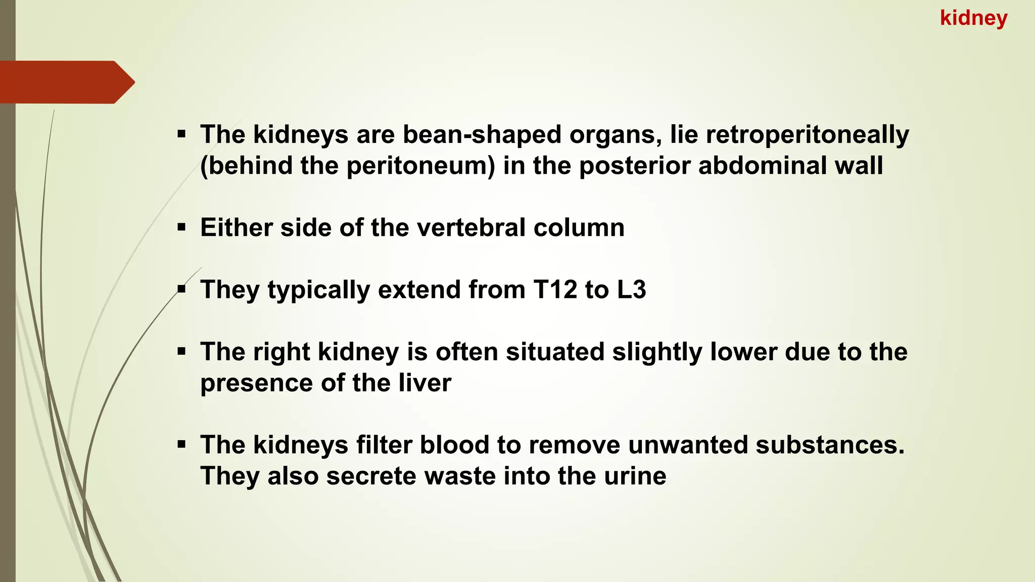 Anatomy of Urinary system | PPTX