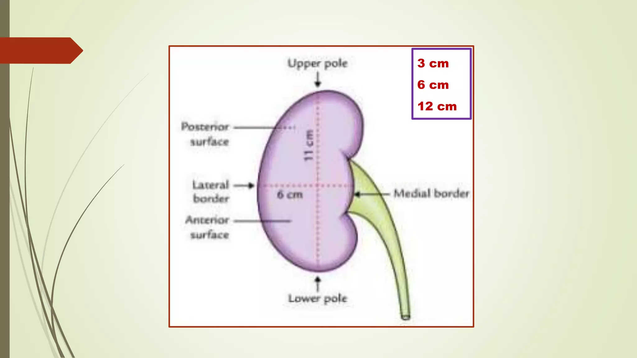 Anatomy of Urinary system | PPTX