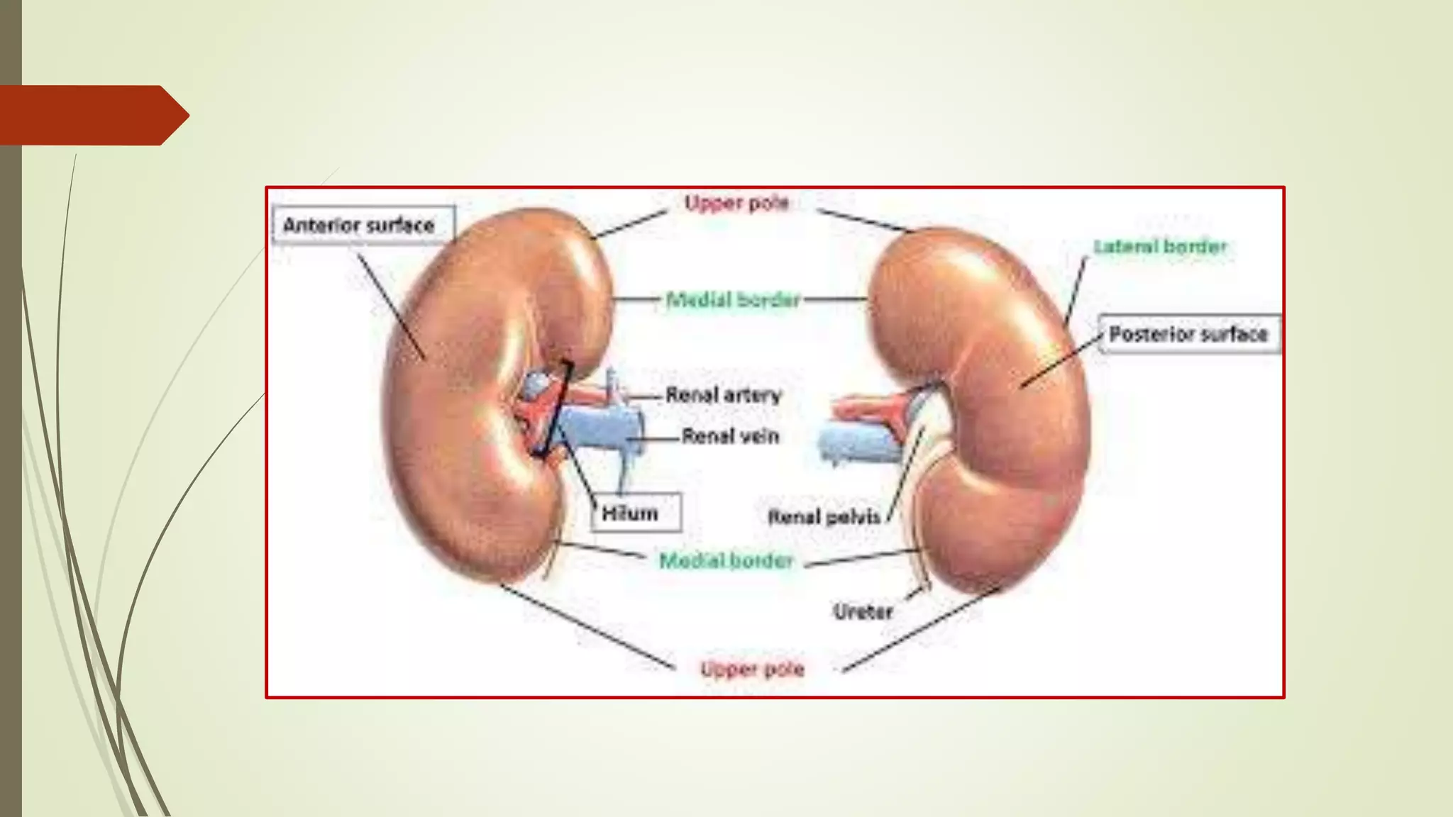 Anatomy of Urinary system | PPTX