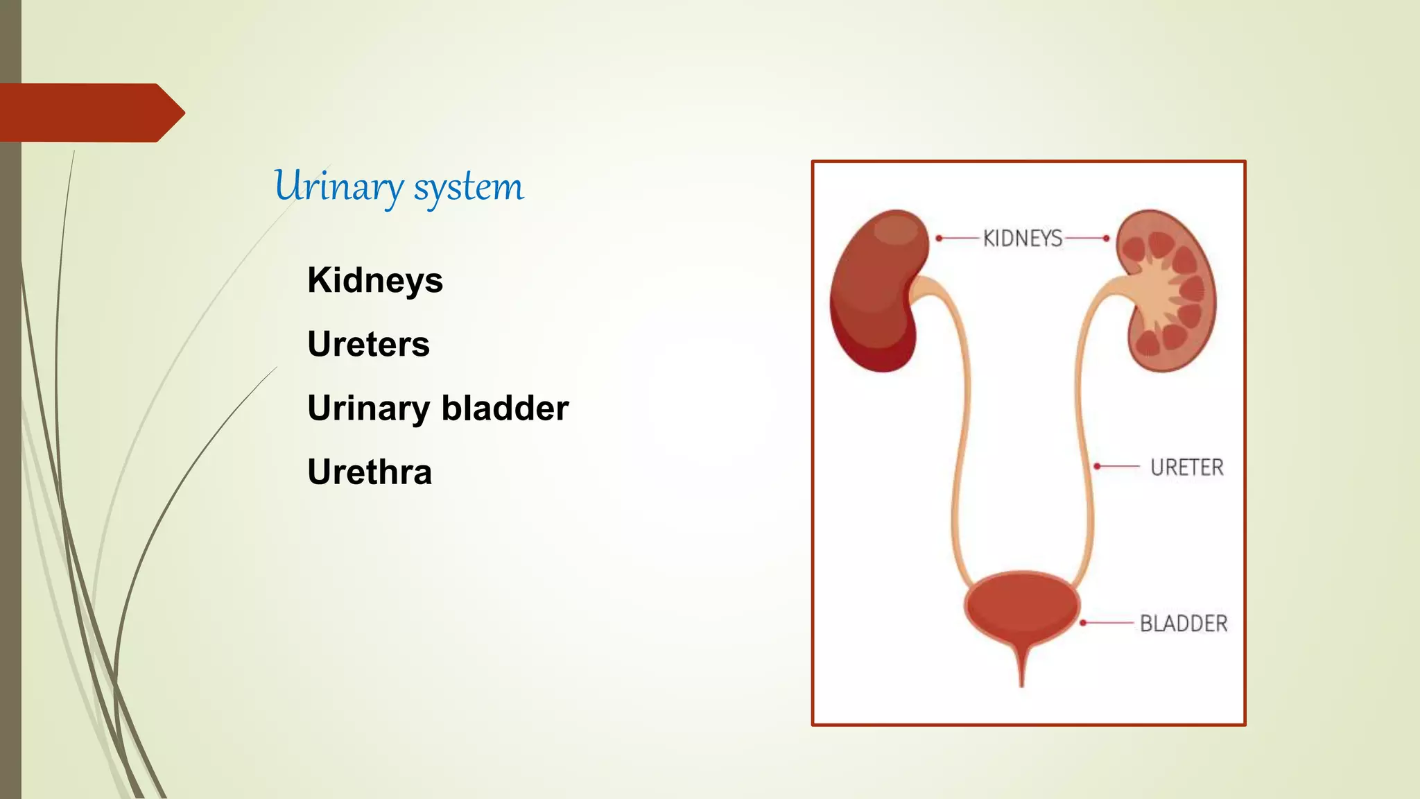 Anatomy of Urinary system | PPTX | Chemistry | Science
