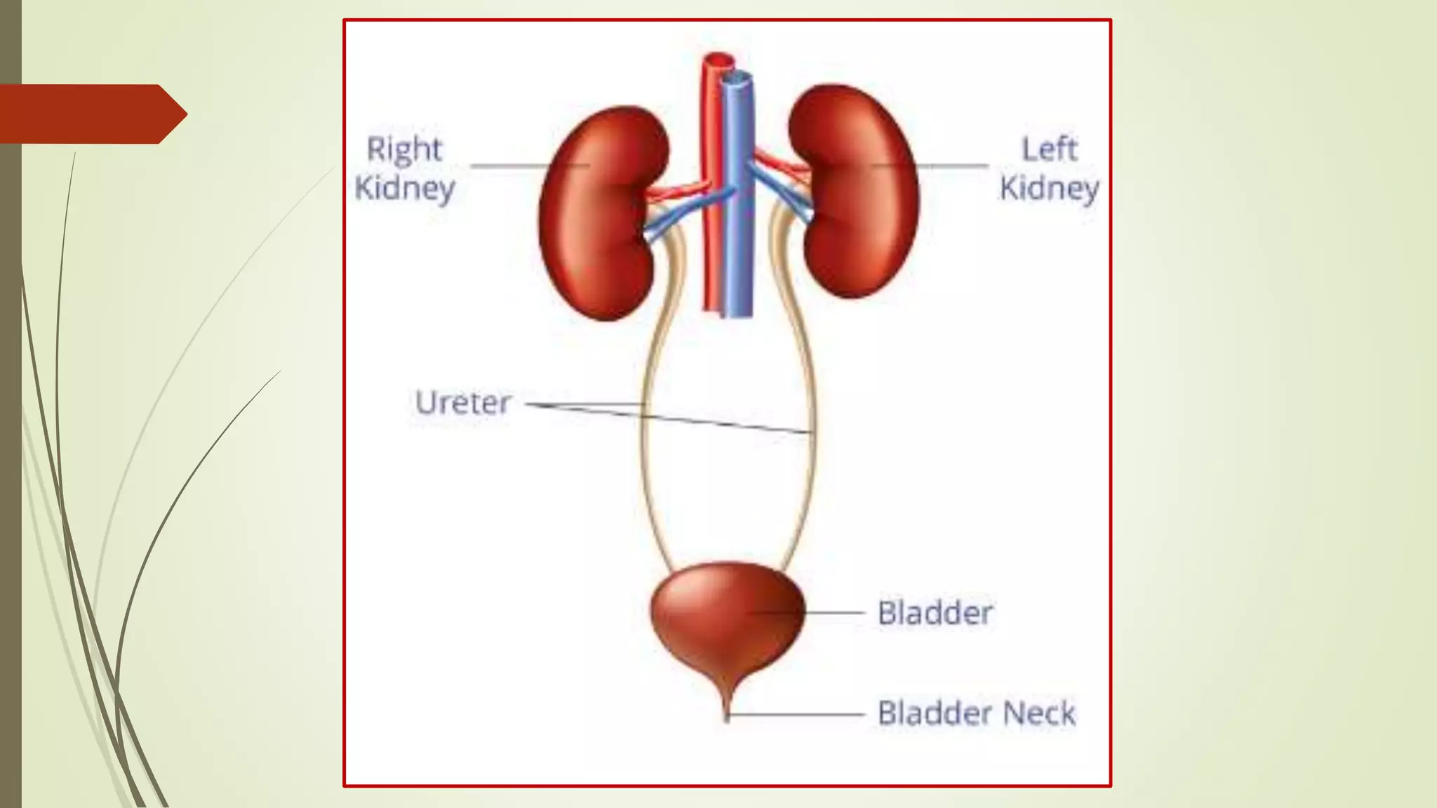 Anatomy of Urinary system | PPTX