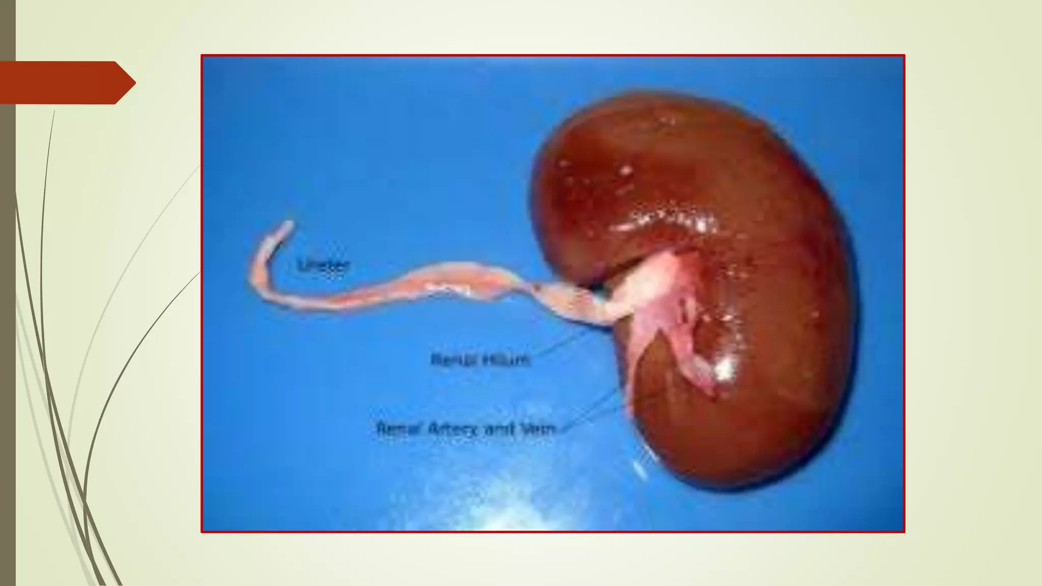 Anatomy of Urinary system | PPTX