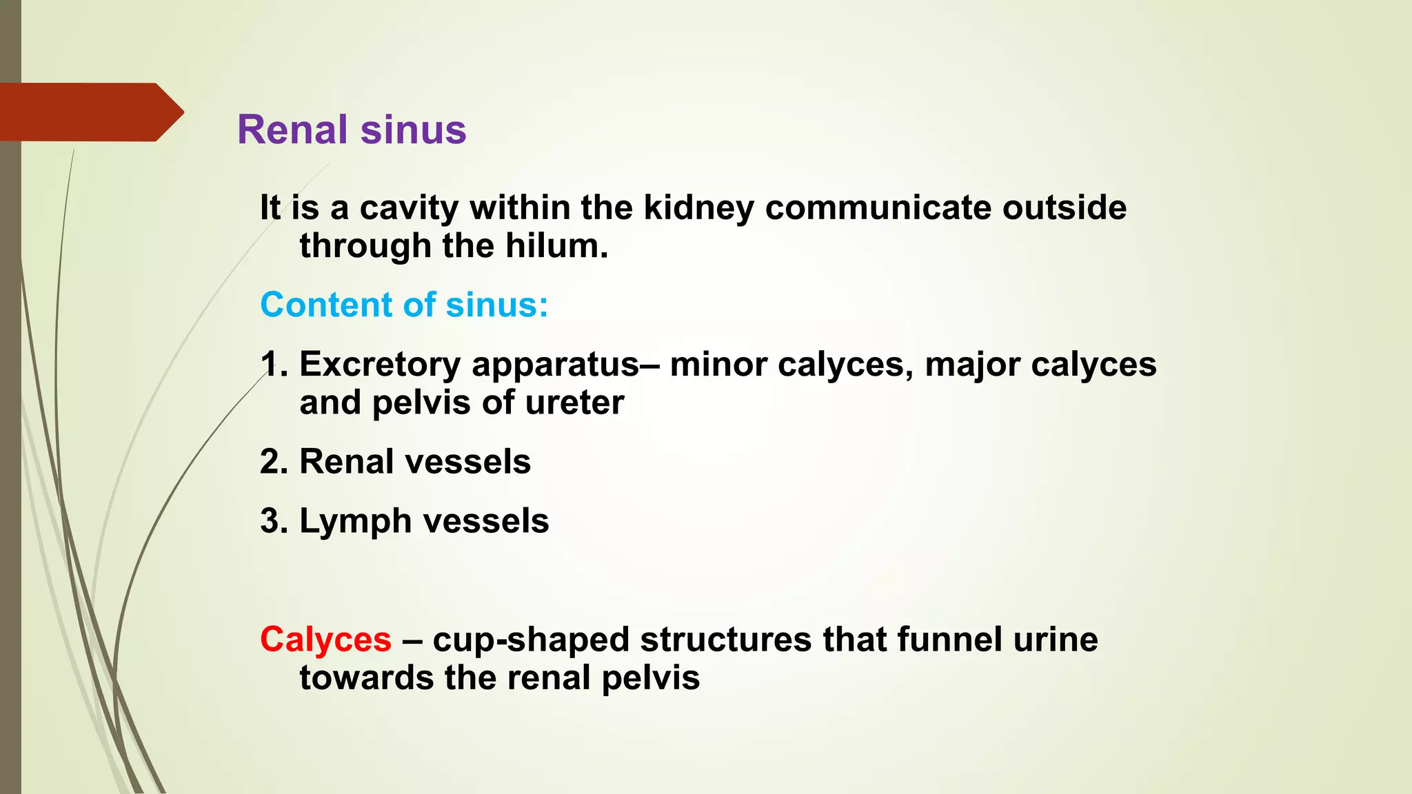 Anatomy of Urinary system | PPTX