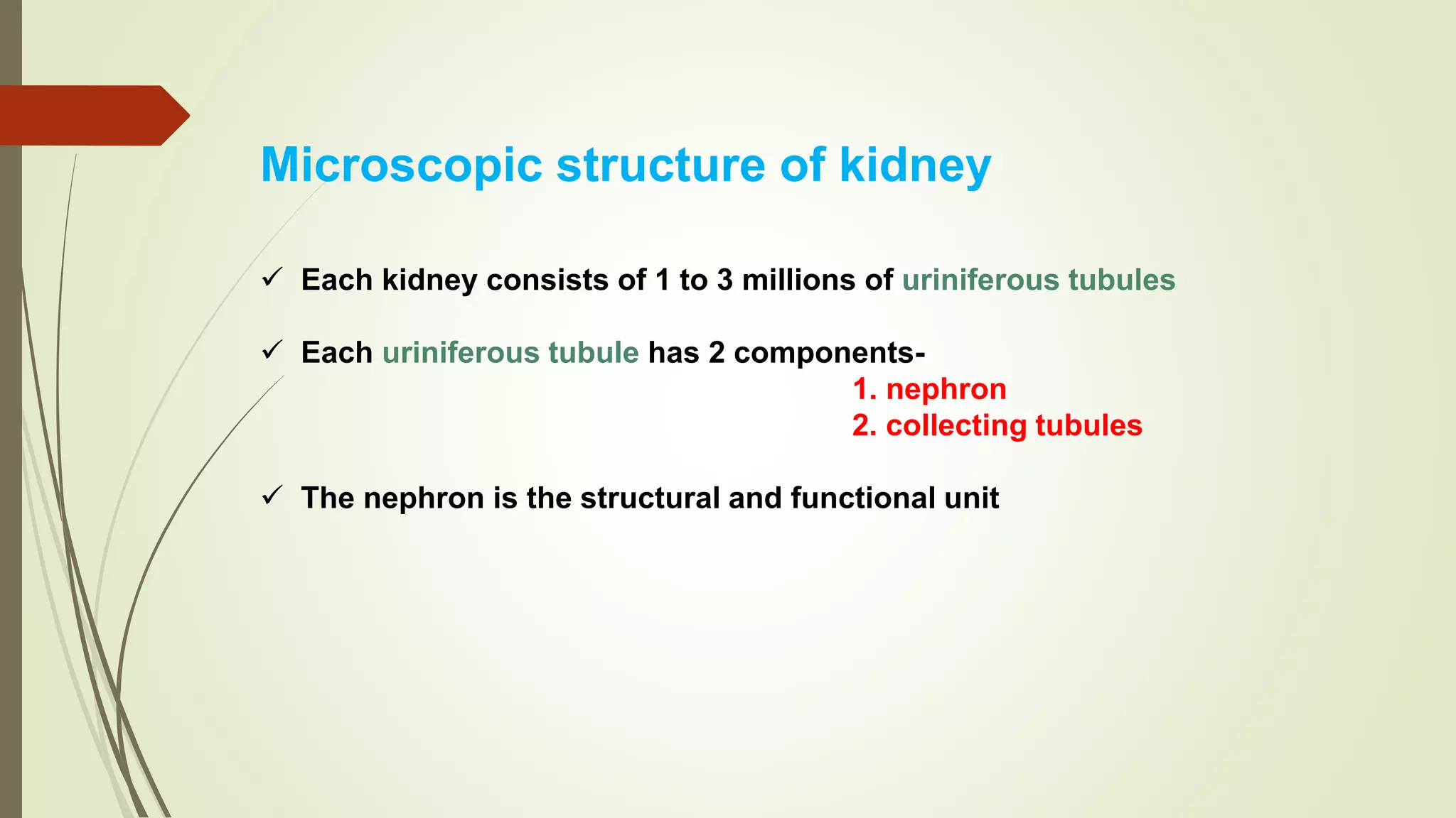 Anatomy of Urinary system | PPTX