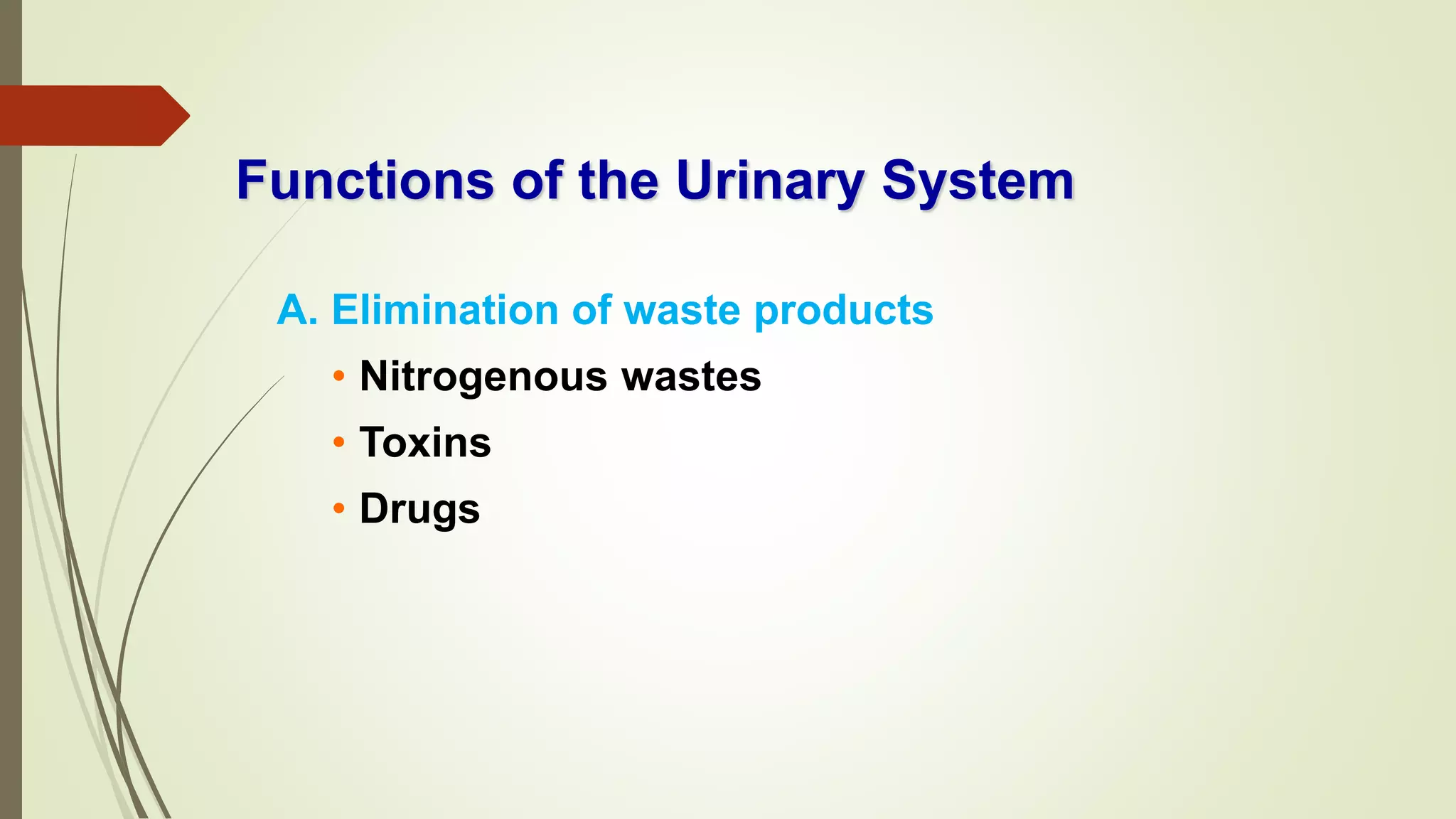 Anatomy of Urinary system | PPTX