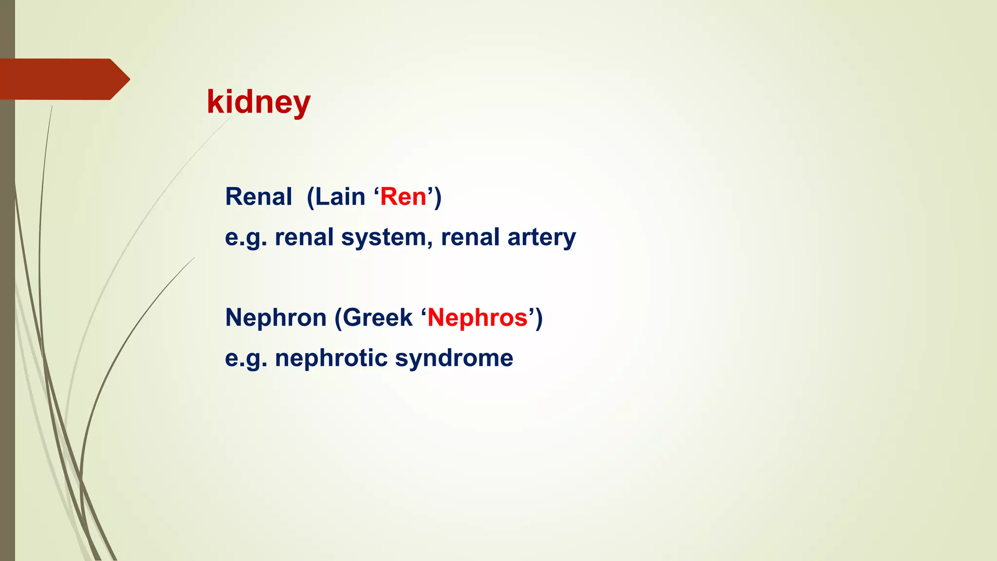 Anatomy of Urinary system | PPTX