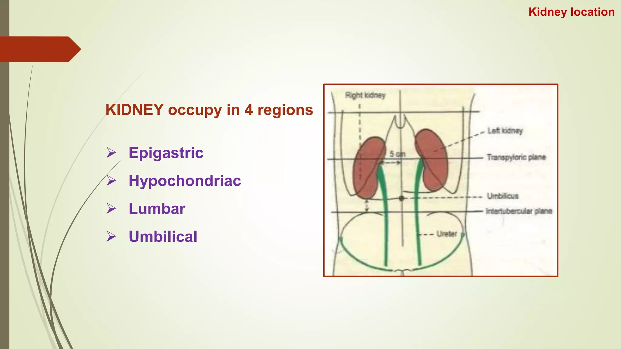 Anatomy of Urinary system | PPTX