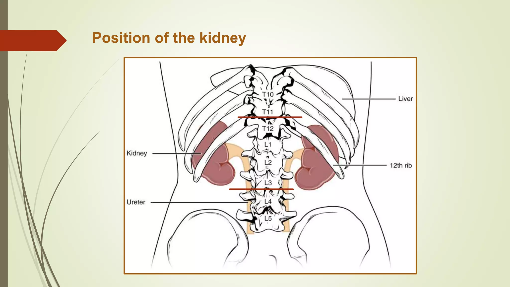 Anatomy of Urinary system | PPTX
