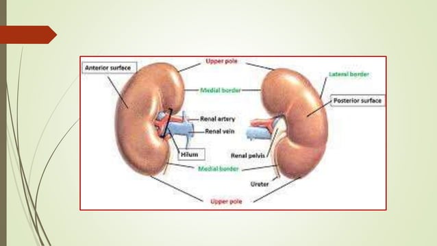 Anatomy of Urinary system | PPTX | Chemistry | Science