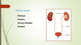 Anatomy of Urinary system | PPTX