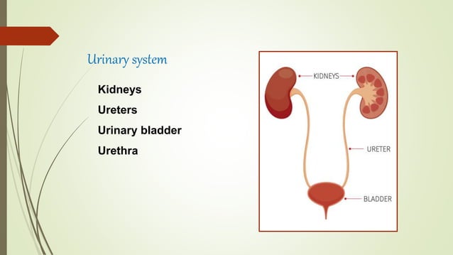 Anatomy of Urinary system | PPTX | Chemistry | Science