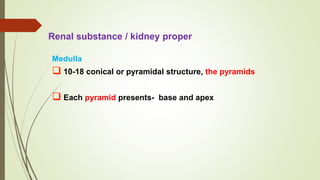 Anatomy of Urinary system | PPTX | Chemistry | Science