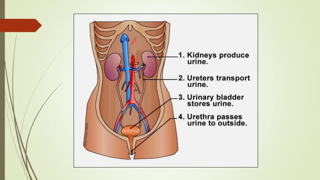 Anatomy of Urinary system | PPTX | Chemistry | Science