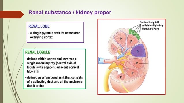 Anatomy of Urinary system | PPTX | Chemistry | Science