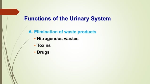 Anatomy of Urinary system | PPTX | Chemistry | Science
