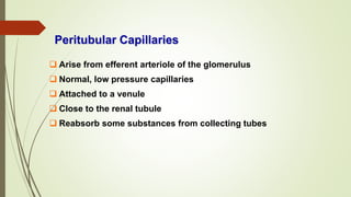 Anatomy of Urinary system | PPTX