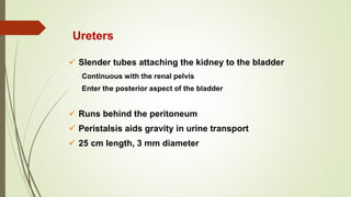 Anatomy of Urinary system | PPTX