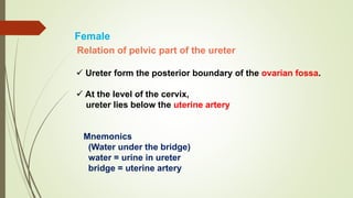 Anatomy of Urinary system | PPTX | Chemistry | Science