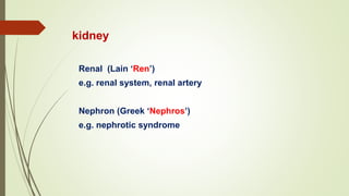 Anatomy of Urinary system | PPTX