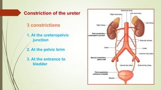 Anatomy of Urinary system | PPTX