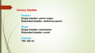 Anatomy of Urinary system | PPTX