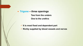 Anatomy of Urinary system | PPTX