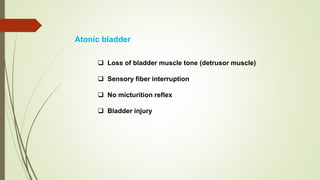 Anatomy of Urinary system | PPTX