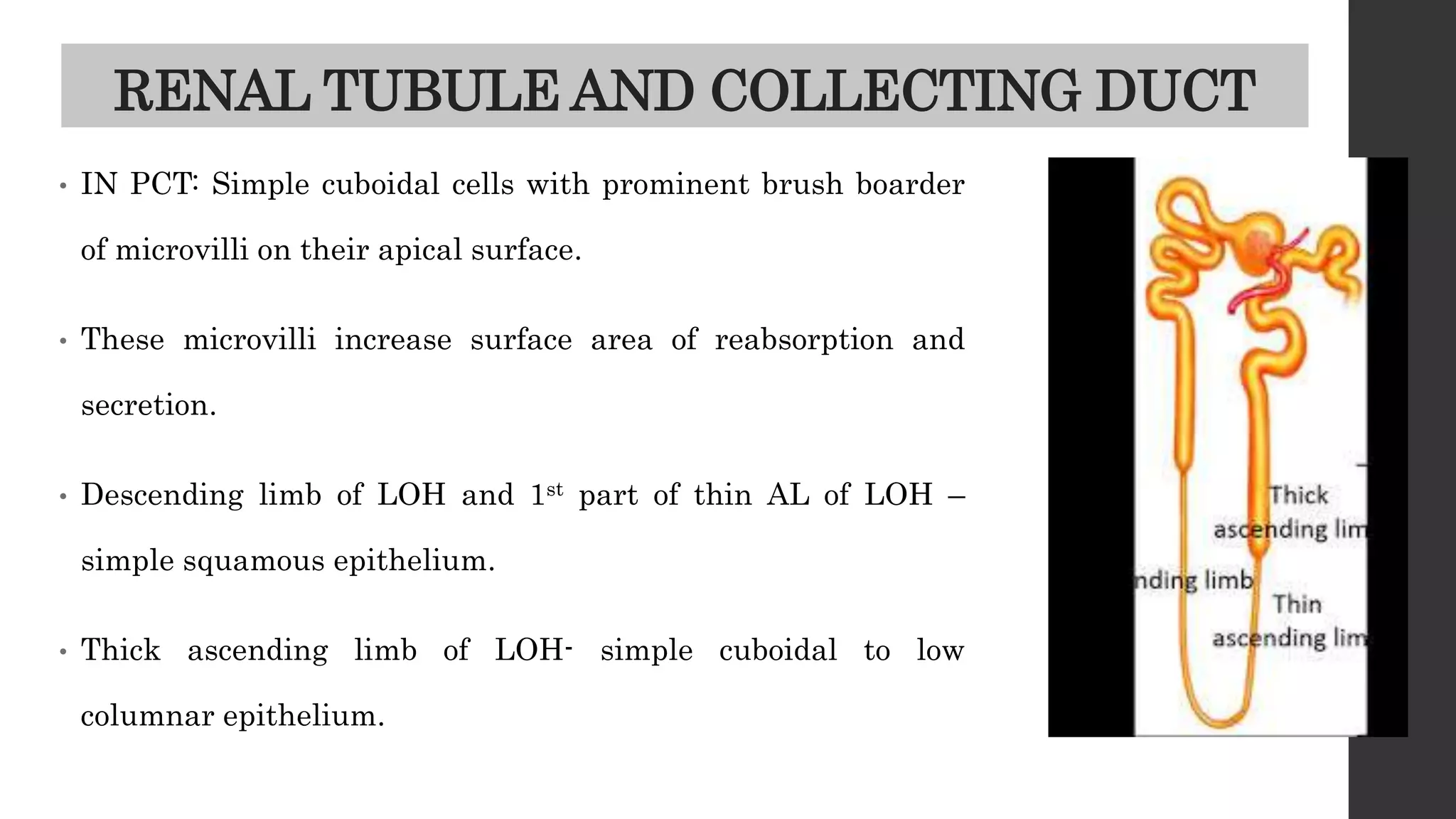 Urinary system | PPTX