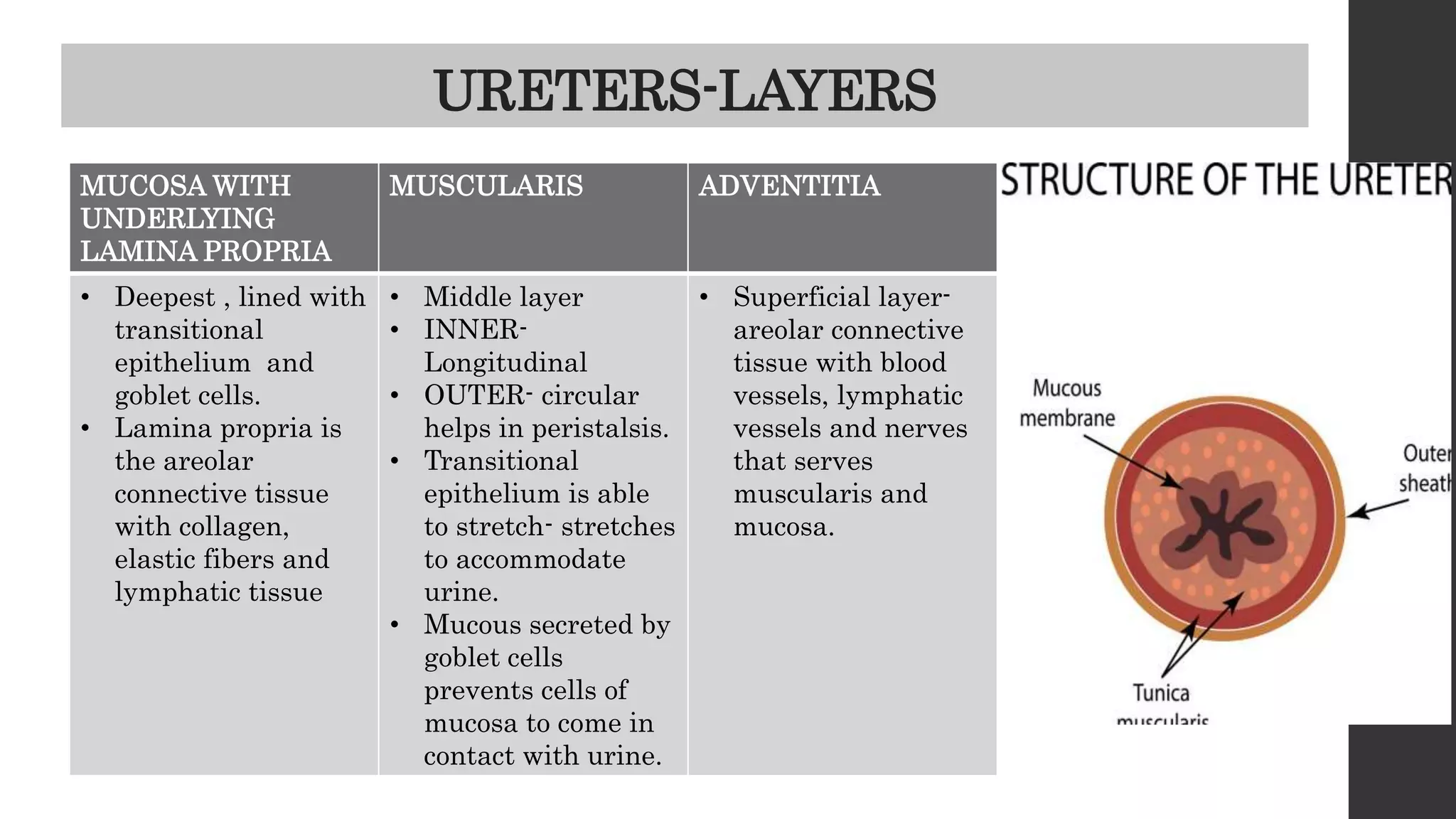 Urinary system | PPTX