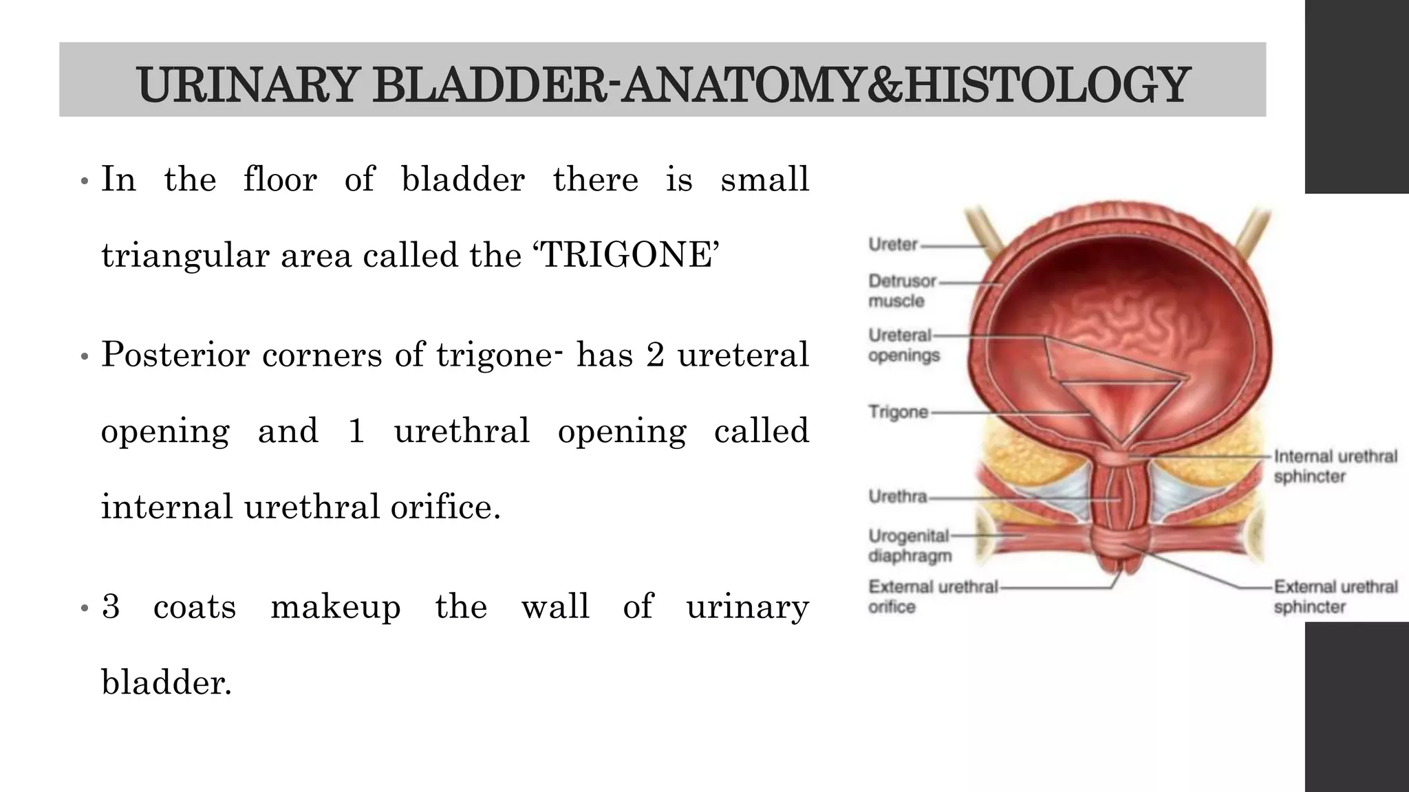 Urinary system | PPTX